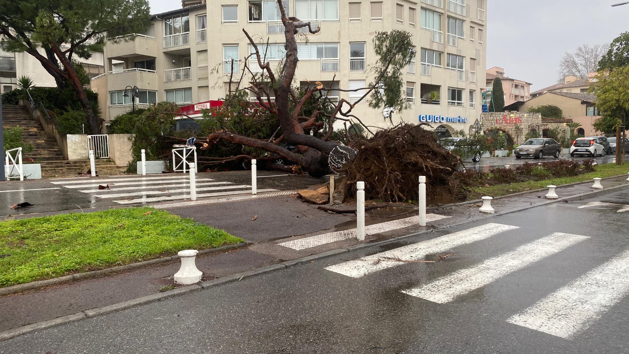 Antibes: plusieurs chutes d'arbres à cause d'une brève "tornade", selon ...