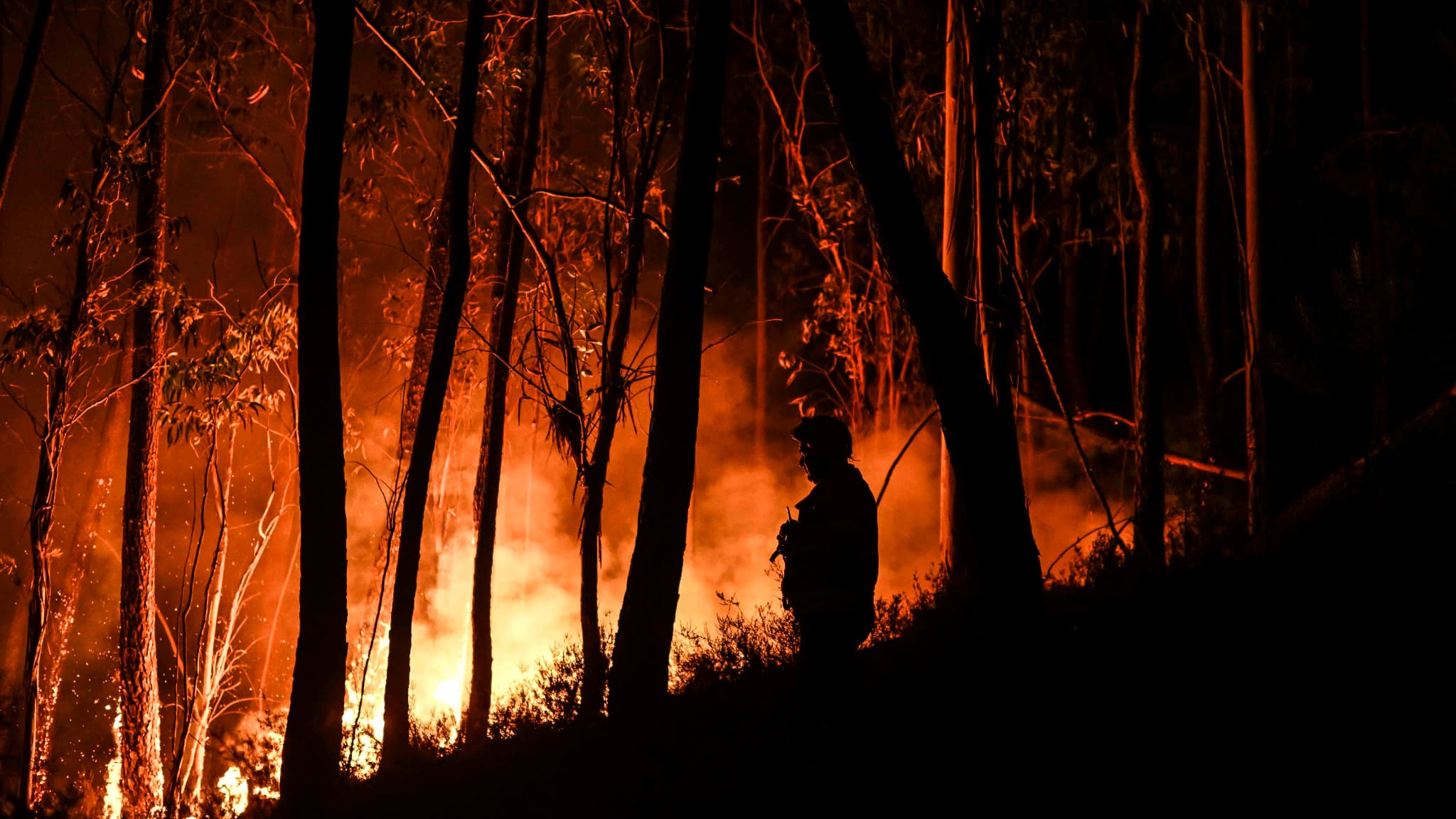 Feux de forêt: plus de 900.000 hectares brûlés en Europe depuis le ...