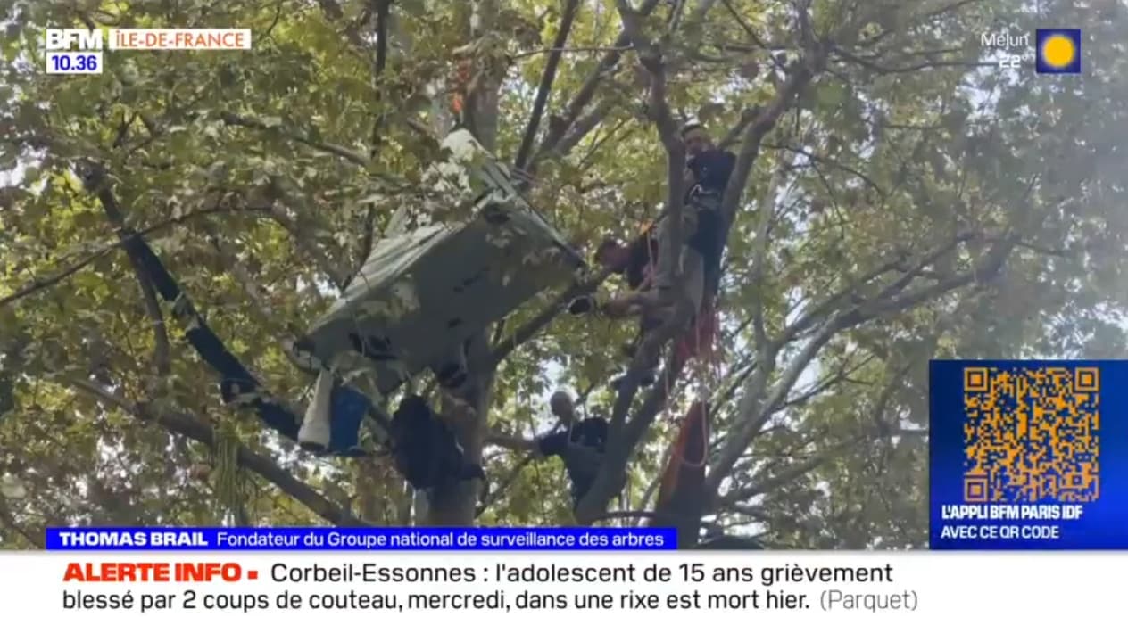 Paris: un militant perché dans un arbre pour s'opposer au projet de l'A69 en Occitanie