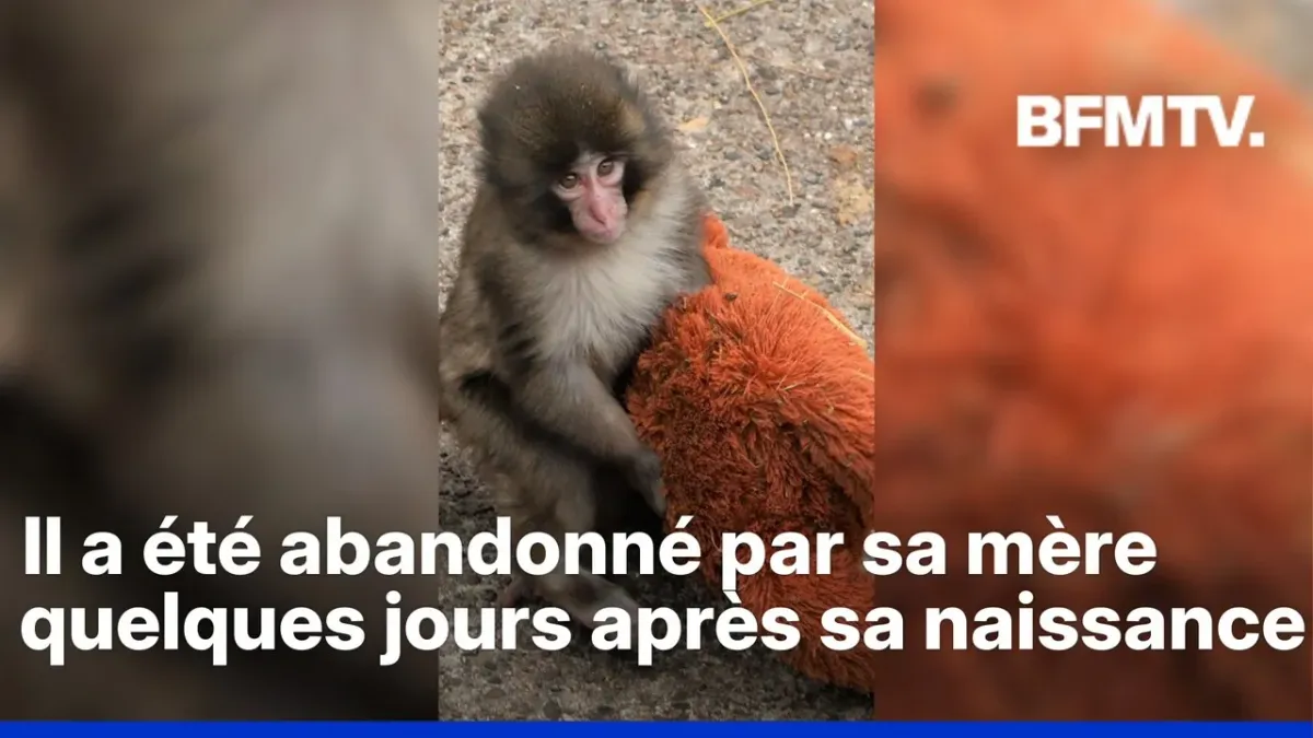 Voici Punch, un bébé singe qui ne quitte jamais sa peluche et fait ...
