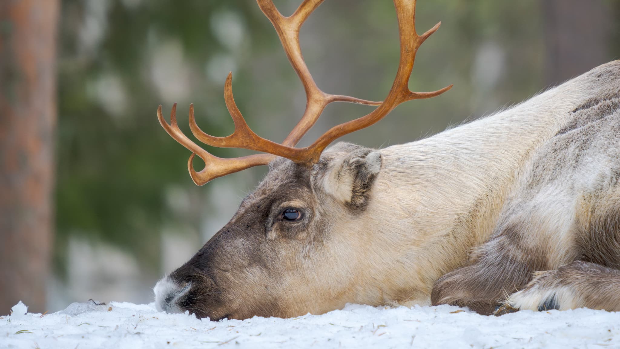 Bokep indo new 2025 angela, along with her sensual charm