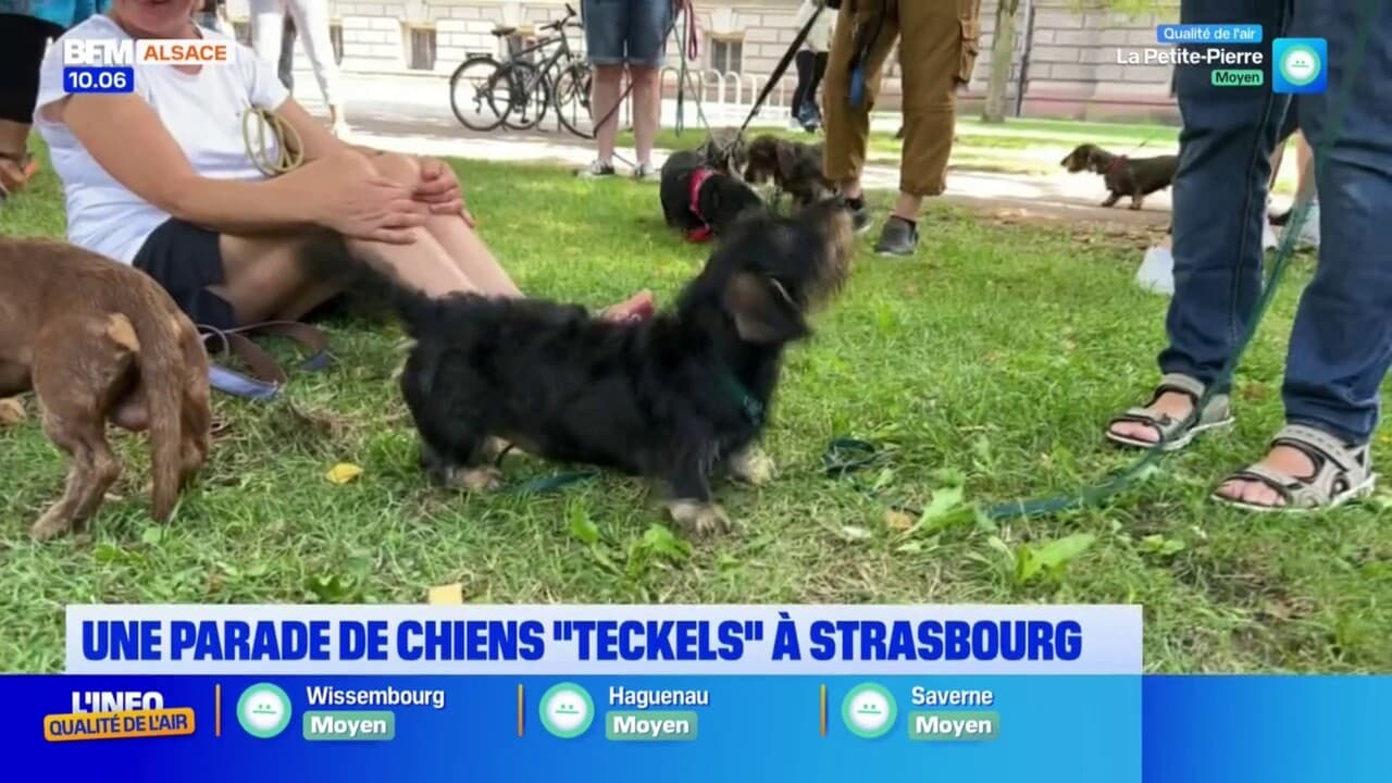 Strasbourg: une parade de teckels dans les rues de la ville