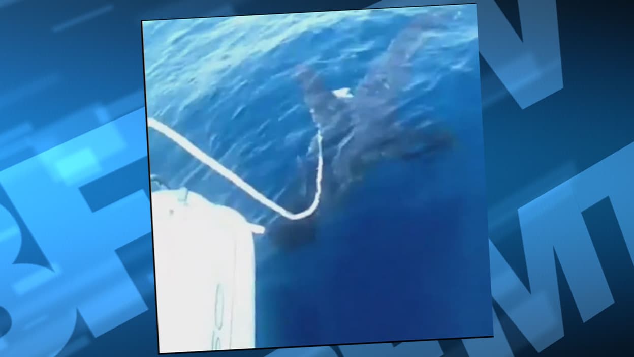 Marseille: un requin de 3 mètres repéré par des pêcheurs