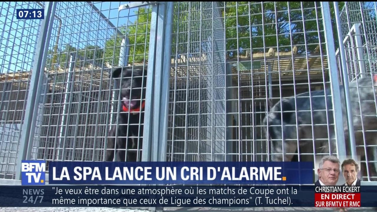 La SPA lance un cri d'alarme