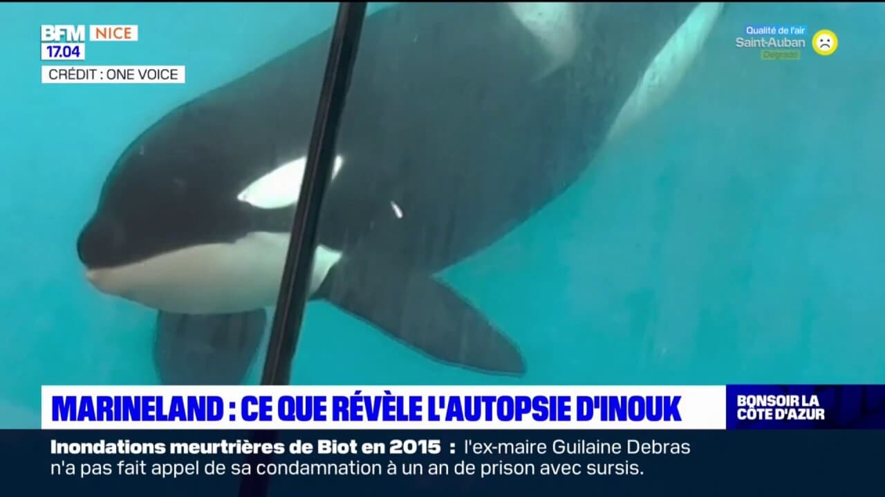 Marineland: l'orque Inouk est mort à cause d'un minuscule corps ...
