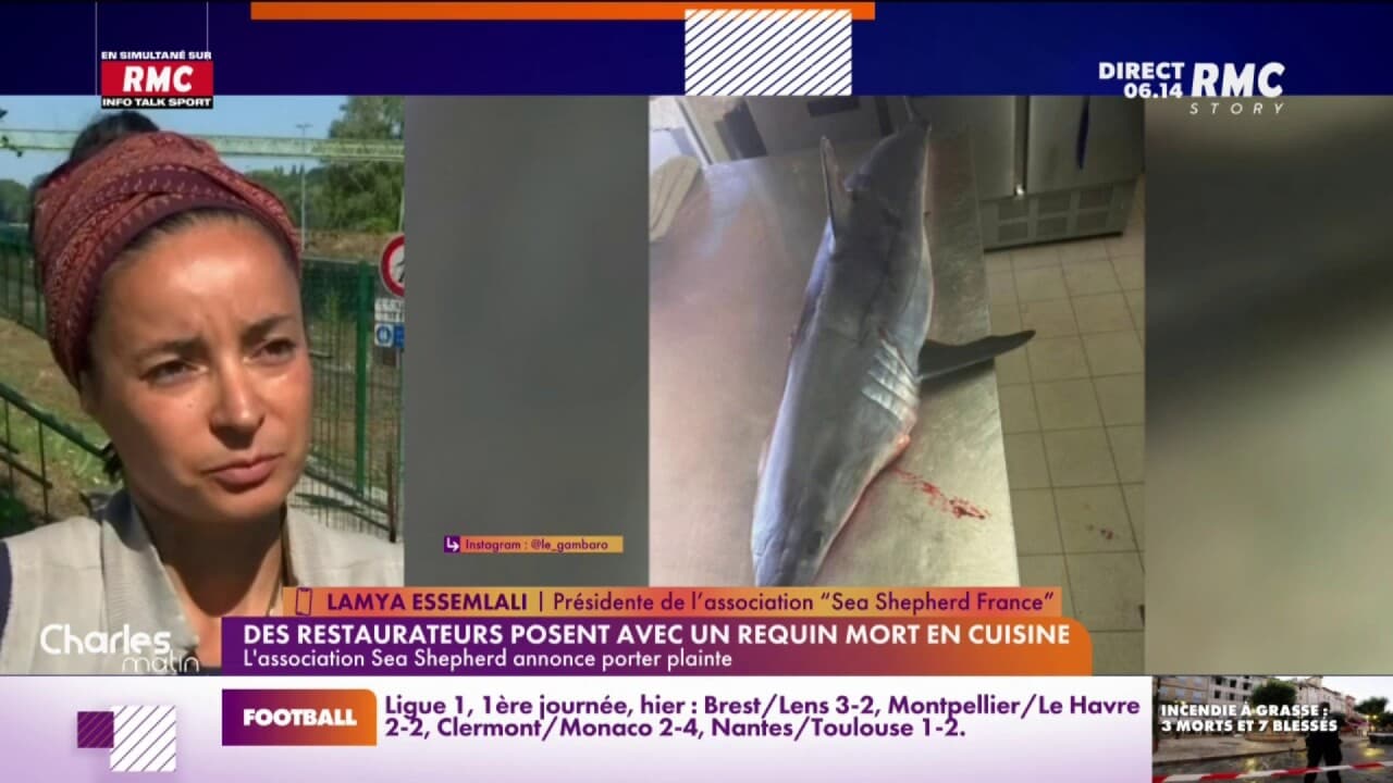 Des restaurateurs posent avec un requin mort en cuisine, Sea Shepherd ...