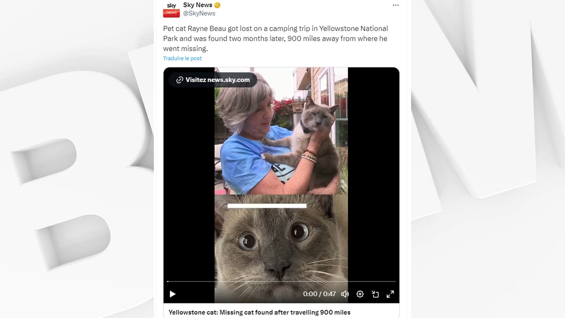 Ce chat retrouve ses maîtres après avoir disparu pendant deux mois et ...