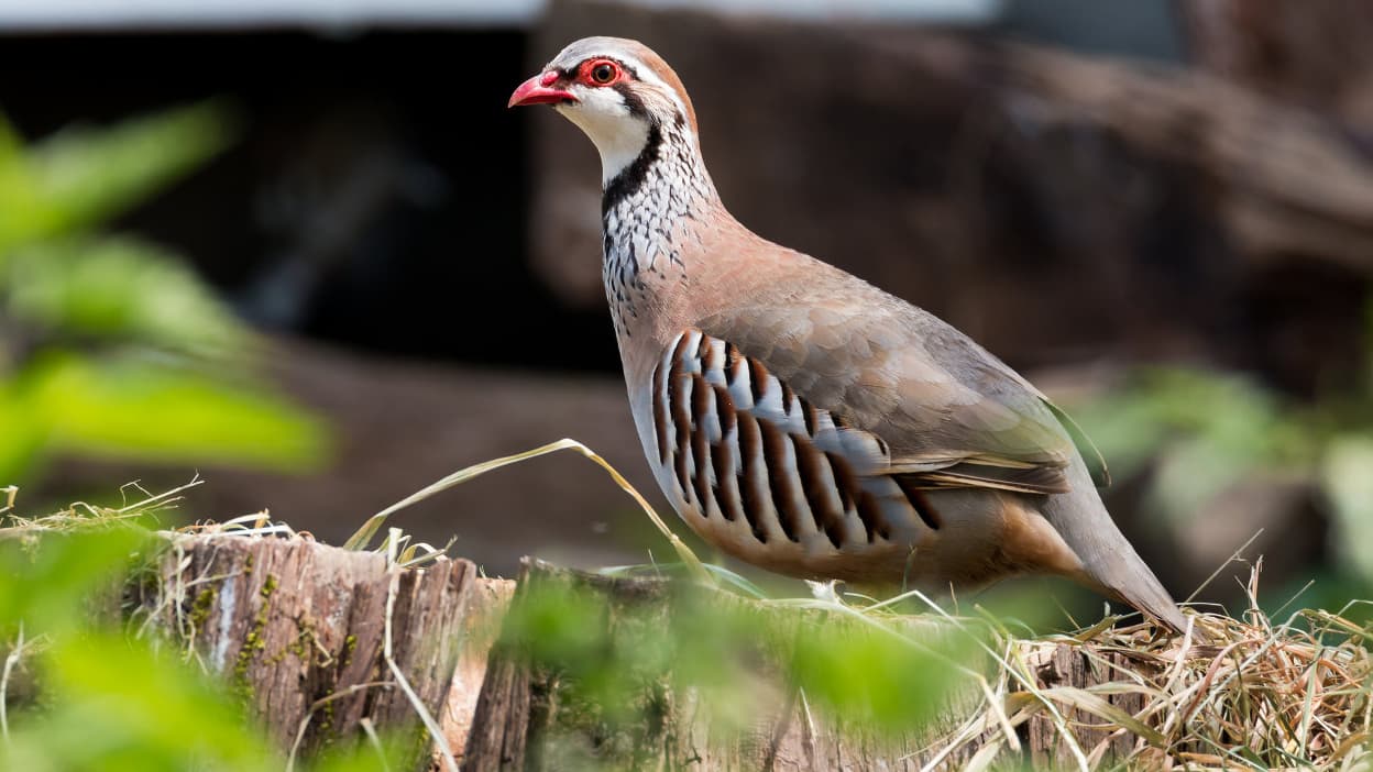 Carcès: 300 perdrix rouges réintroduites dans la forêt pour assurer la ...