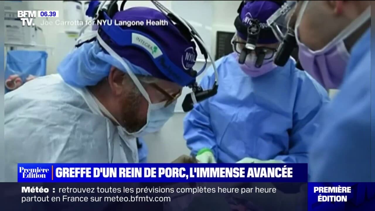 Pour la première fois, un rein de porc transplanté sur un humain ...