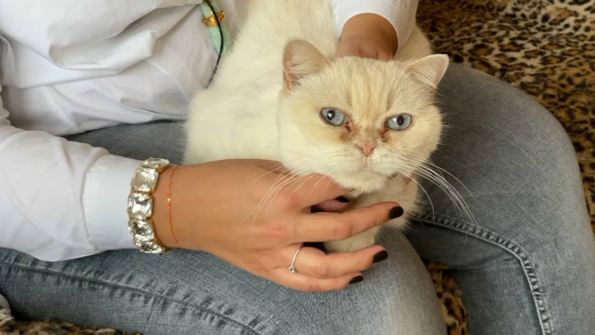 Marseille: un chat disparu depuis 8 ans retrouve son domicile