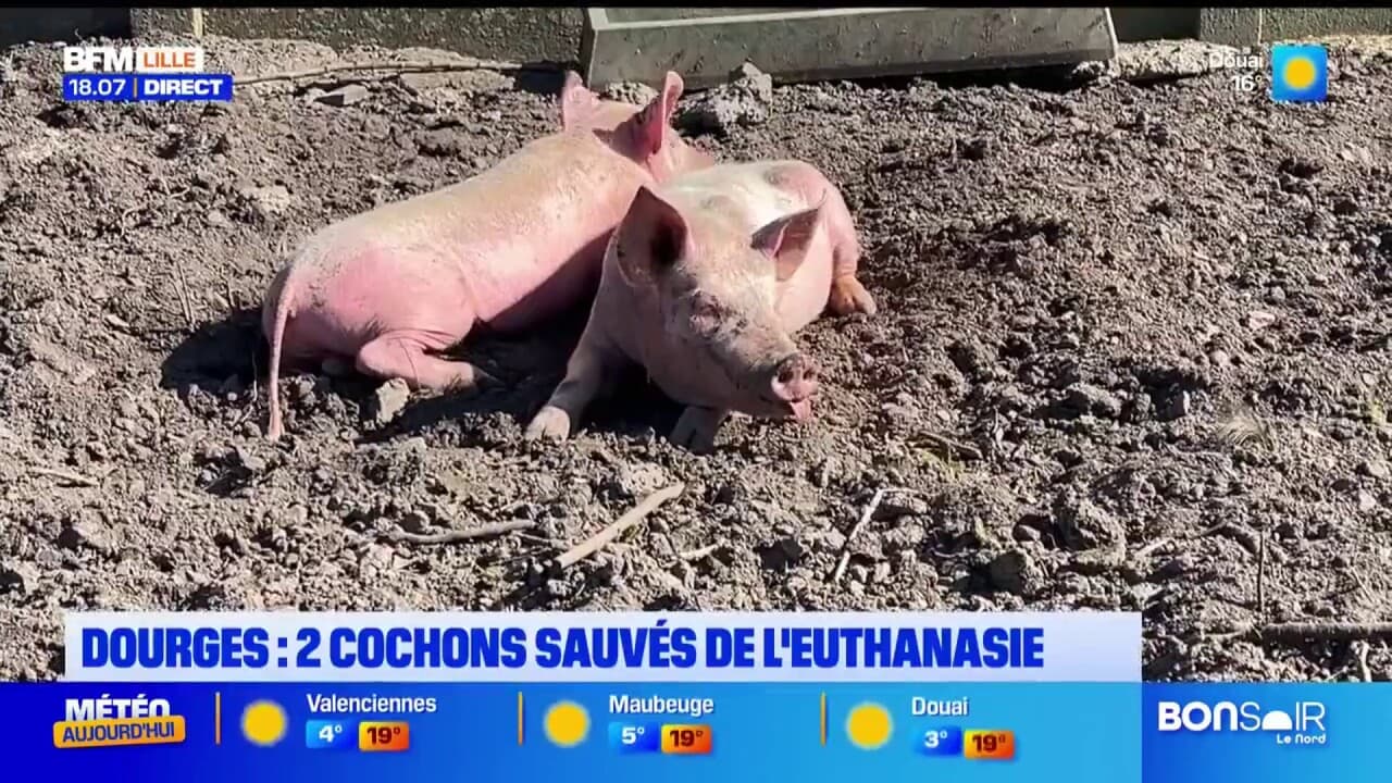 Dourges: deux cochons sauvés de l'euthanasie