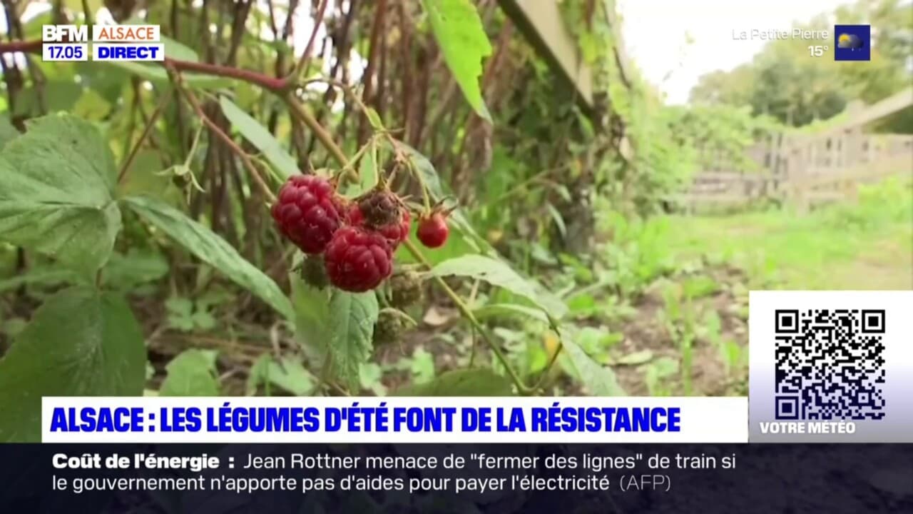 Tomates, fraises, courgettes...: les fruits et légumes d'été font de la ...