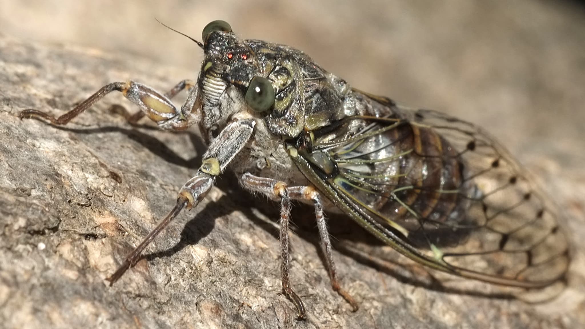 Pourquoi les cigales ne chantent presque plus, avant même la fin de l'été?