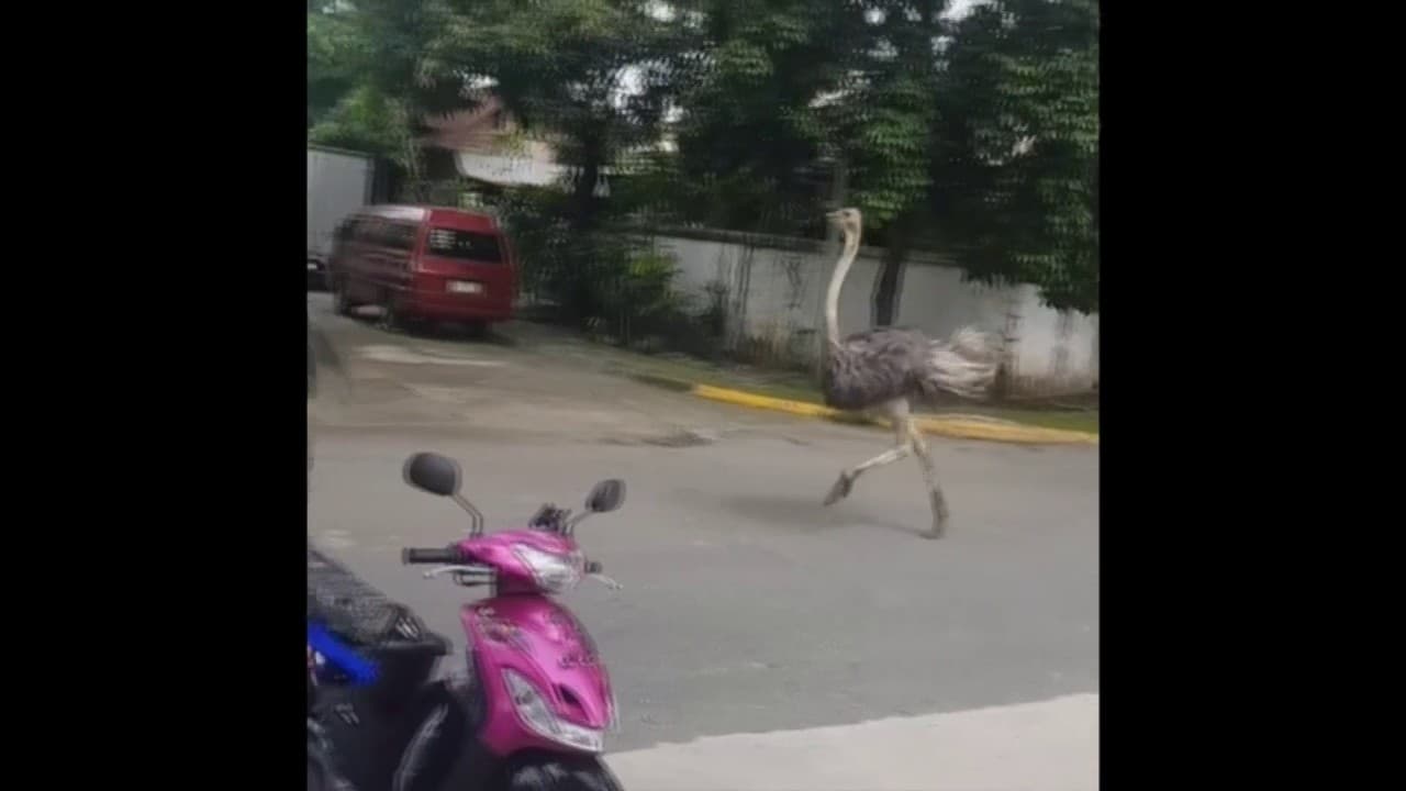 Une Autruche Filmée En Train De Courir En Pleine Rue Aux Philippines