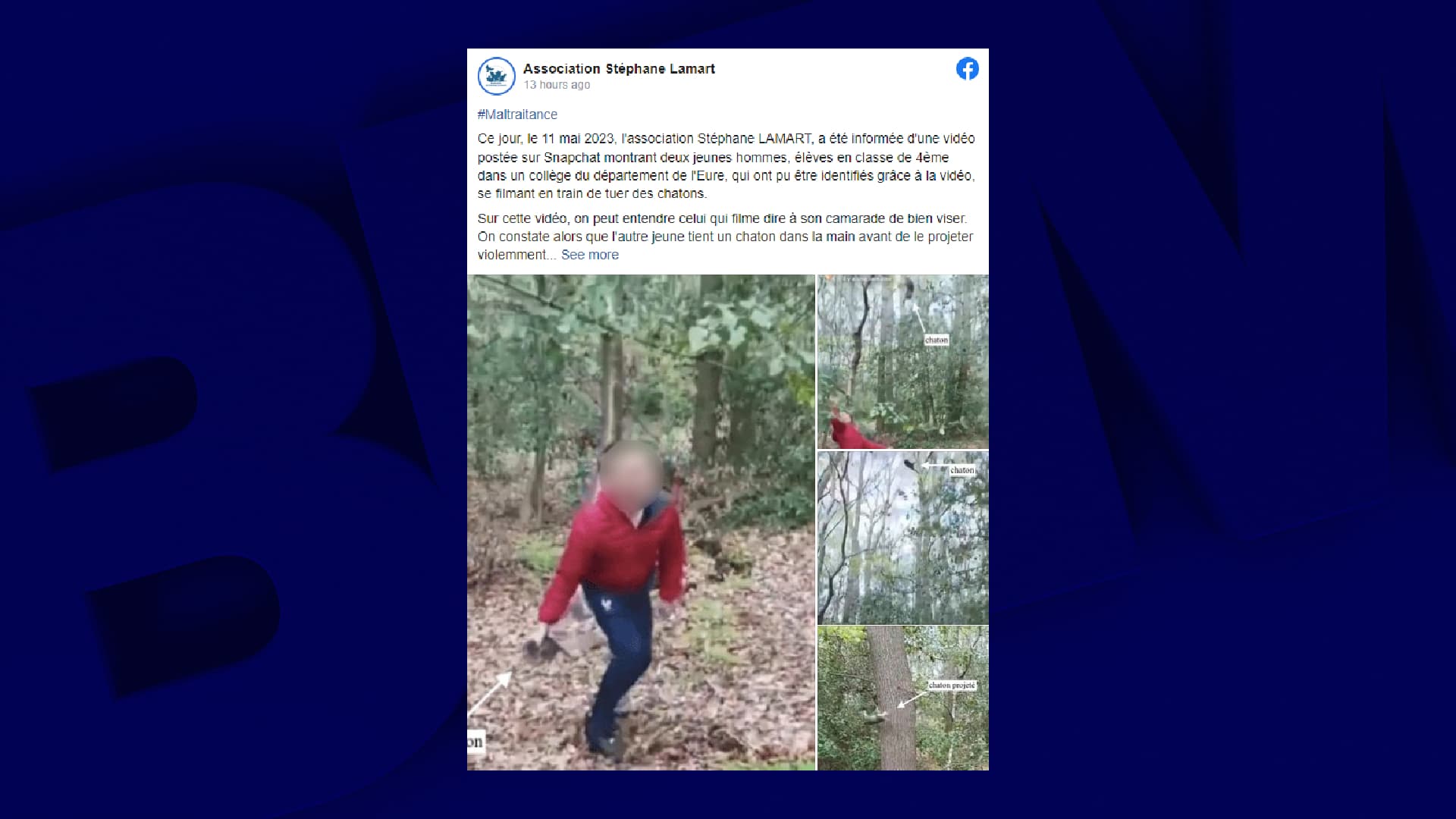 Des collégiens de l'Eure se filment en train de maltraiter un chaton ...