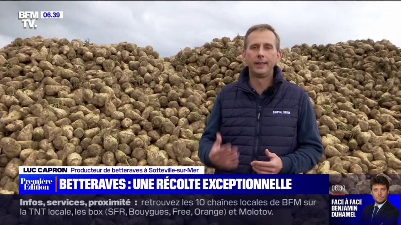 Après un mois de récolte exceptionnelle, les producteurs de betteraves ...