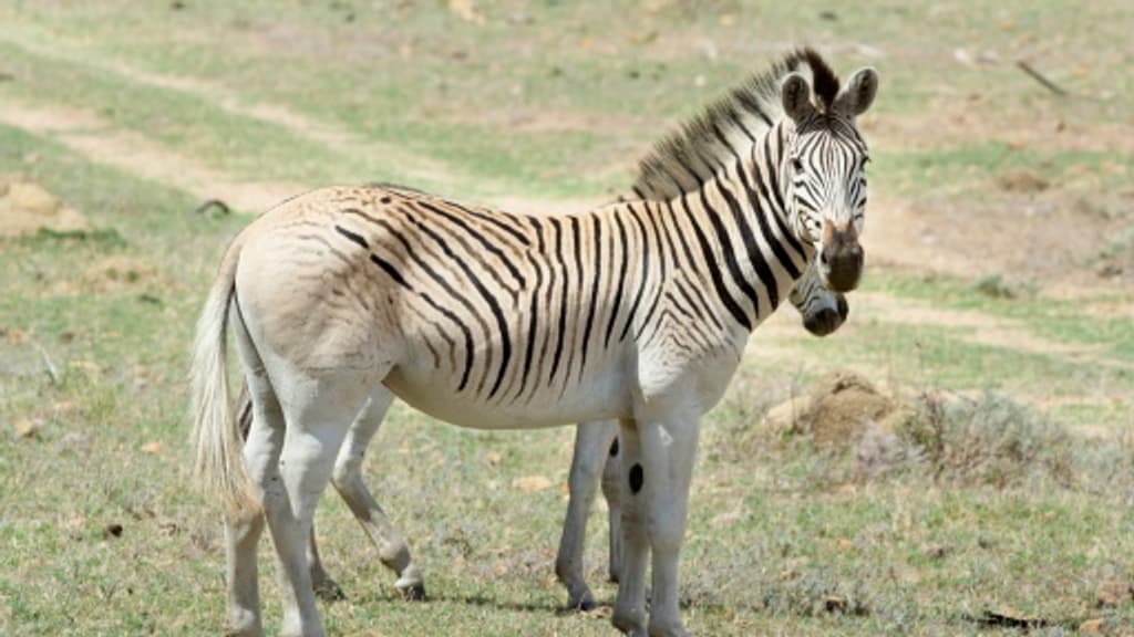 Découvrez le "quagga", cet animal ressuscité par la science 133 ans ...