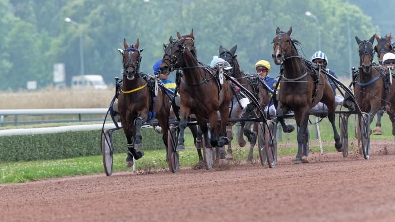 Hippisme: un cheval gagne une course à 183 contre 1... et meurt juste ... Hippisme: un cheval gagne une course à 183 contre 1... et meurt juste ...
