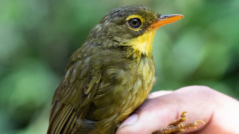 Introuvable pendant 24 ans, un oiseau rare refait surface à Madagascar