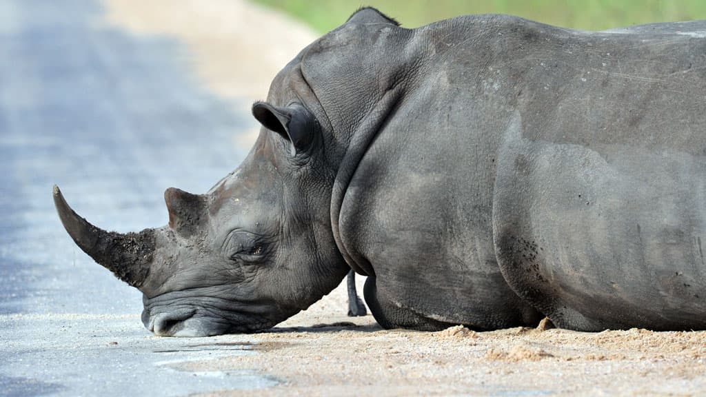 Braconnage : l’Afrique du sud déplace 500 rhinocéros pour les protéger