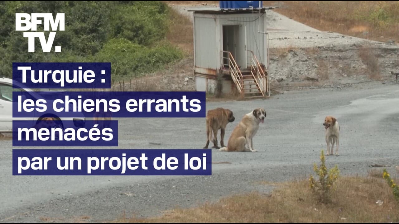 4 millions de chiens errants sont menacés d’enfermement ou d’euthanasie ...
