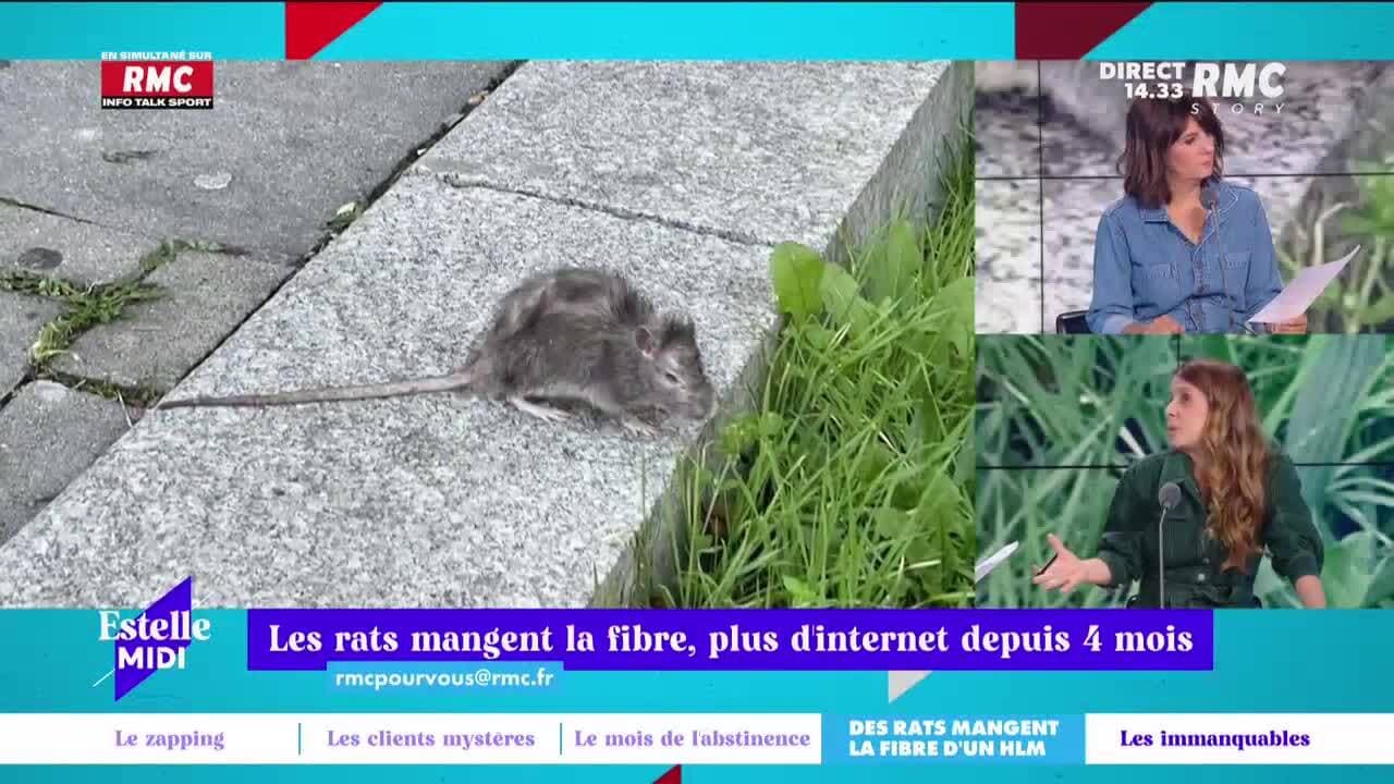 RMC s’engage pour vous : Les rats mangent la fibre, plus d'Internet ...