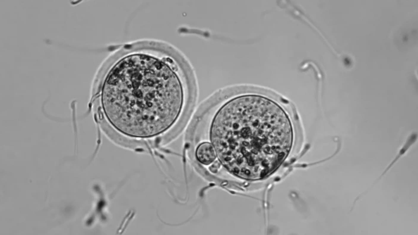 Fertilité: les secrets de l'ovule dévoilés