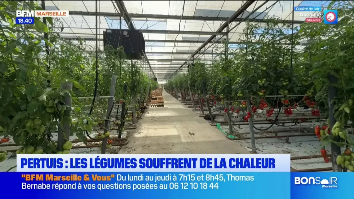 Pertuis : les légumes souffrent de la chaleur