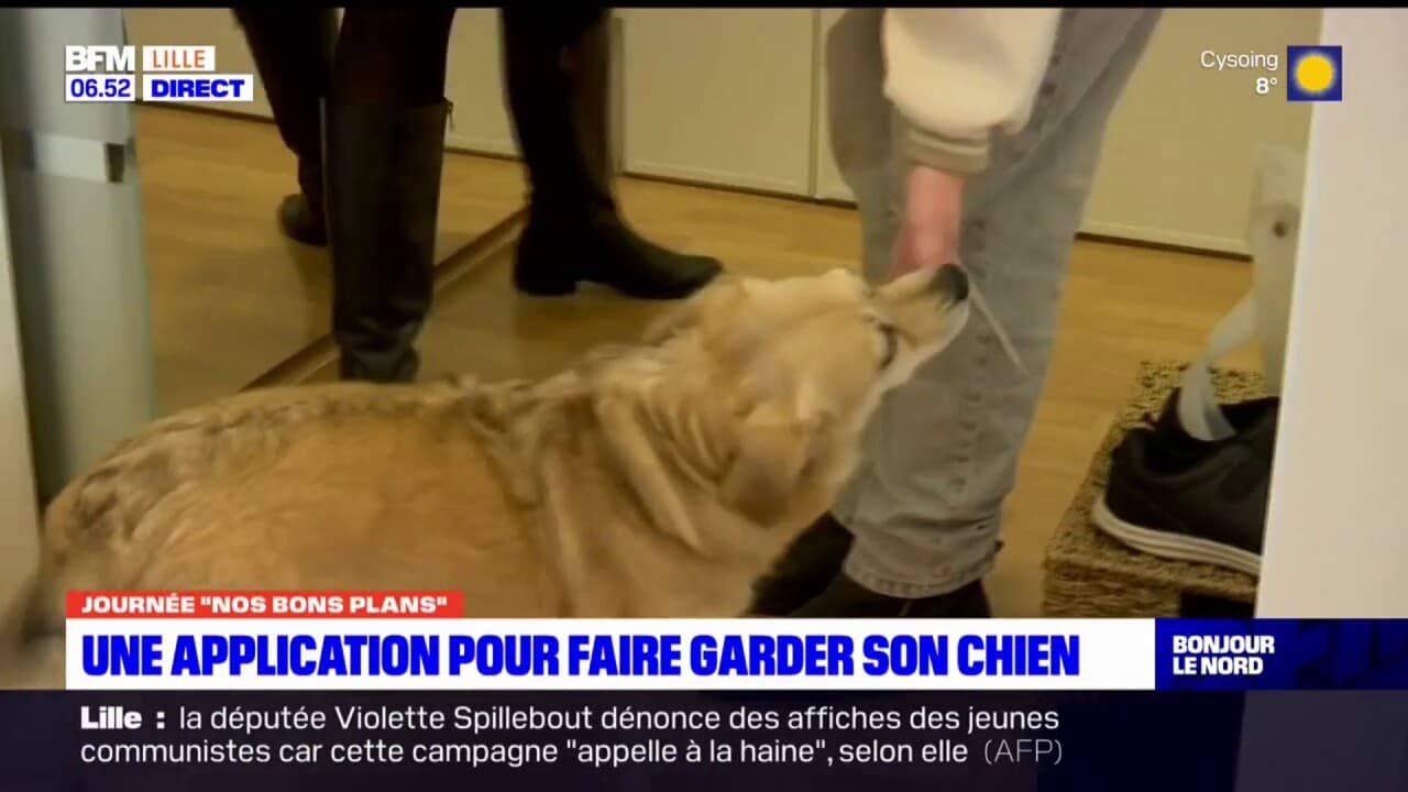 Lille: une application pour faire garder son chien