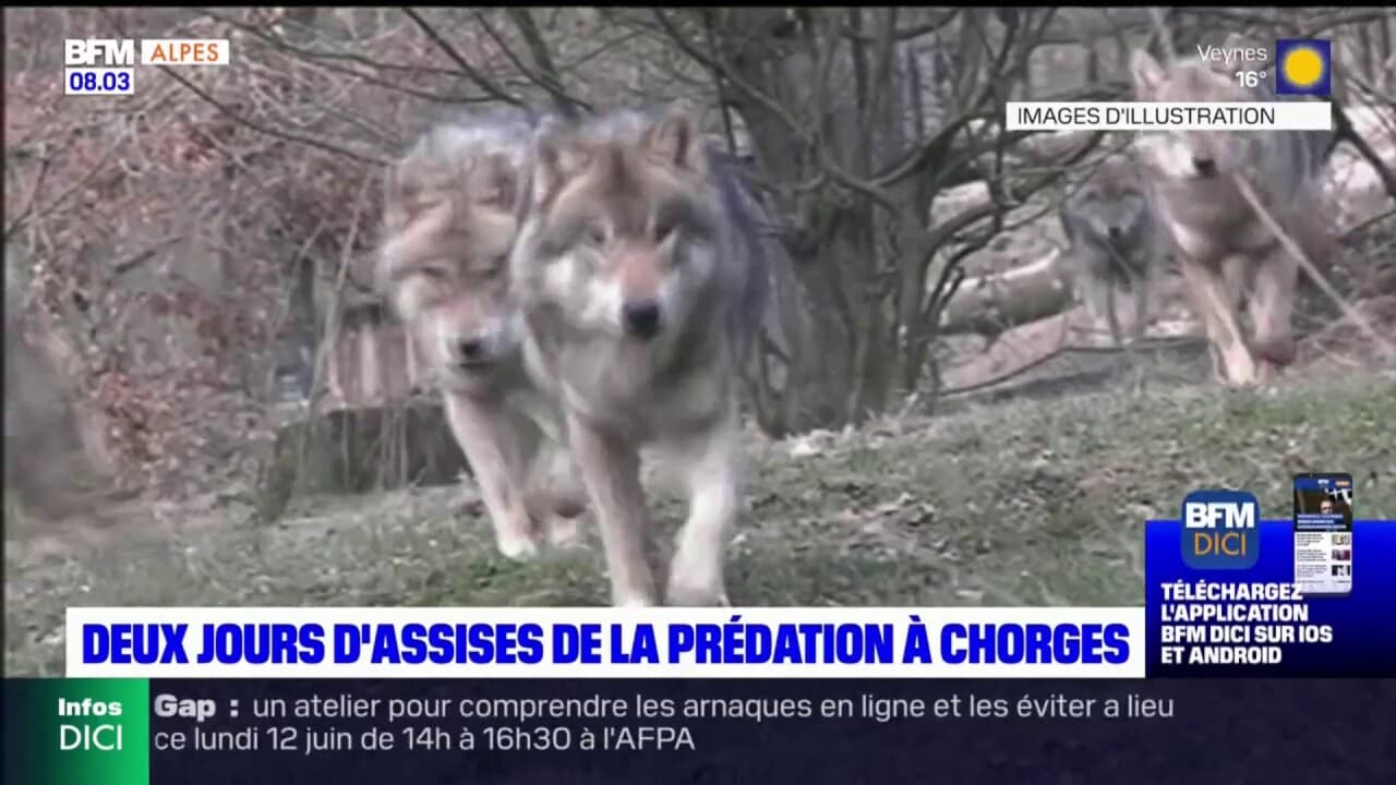 Hautes-Alpes: les assises de la prédation se déroulent ce jeudi et ce ...