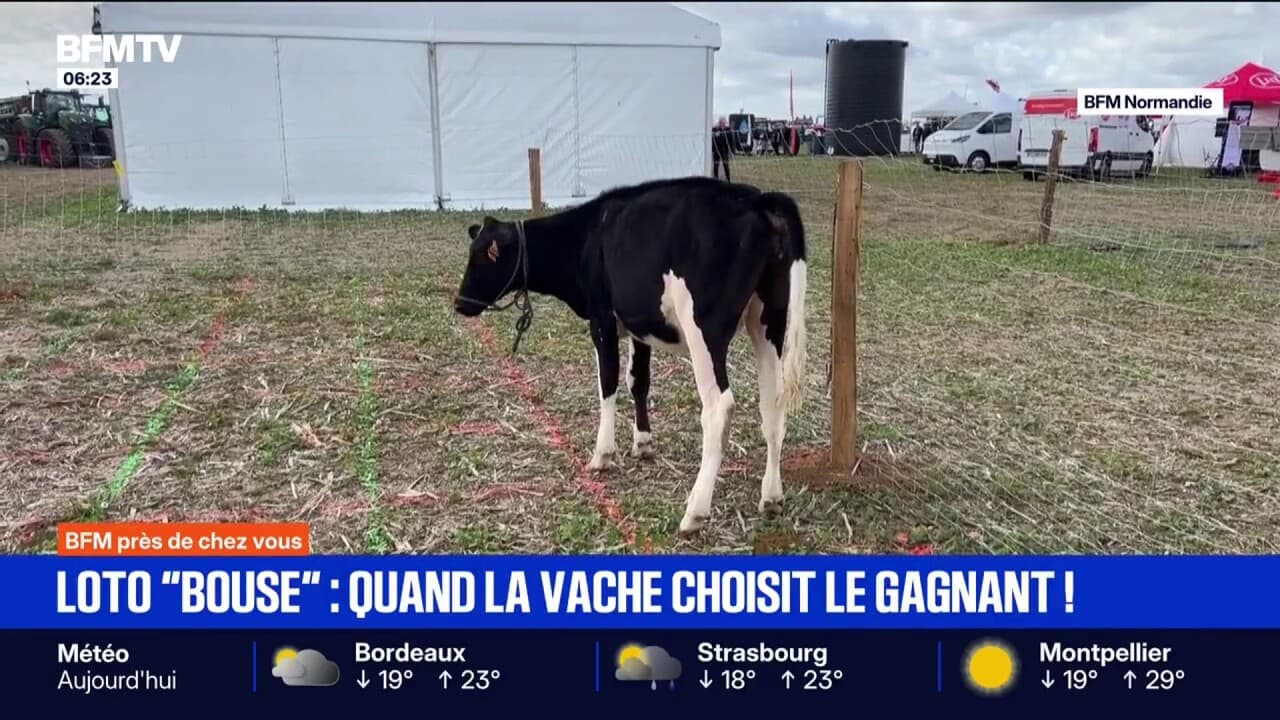 "Loto bouse": quand les vaches choisissent les gagnants grâce à leurs ...