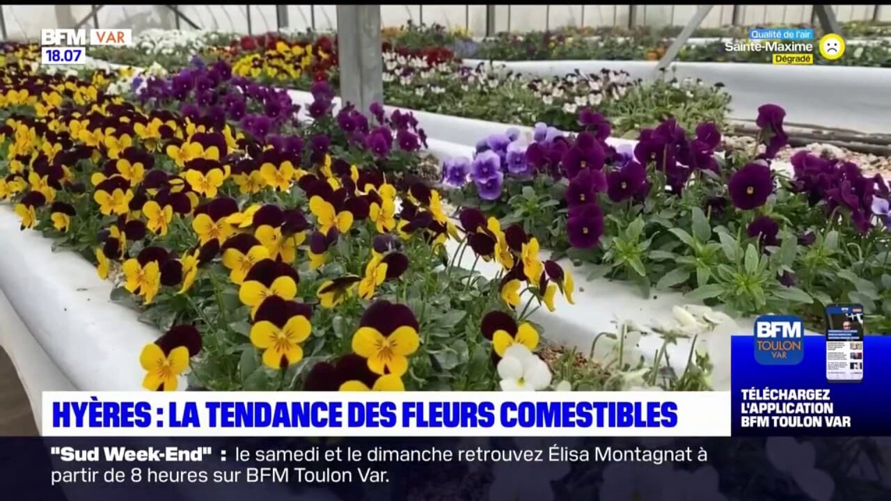 Hyères: le boom des fleurs comestibles