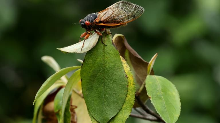 Symbole de la Provence, pourquoi les cigales n'ont pratiquement pas ...