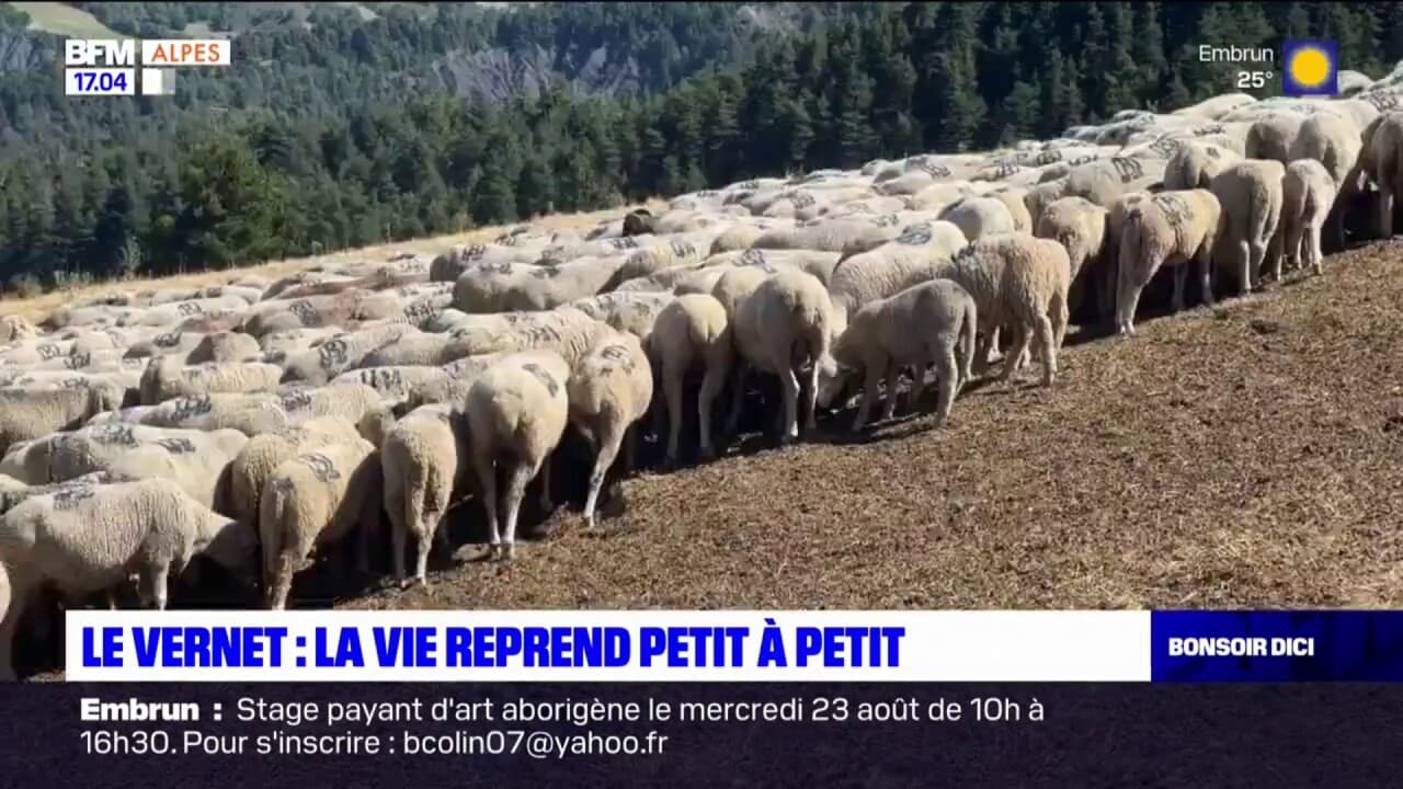 Le Vernet: la vie reprend petit à petit, la traditionnelle transhumance organisée
