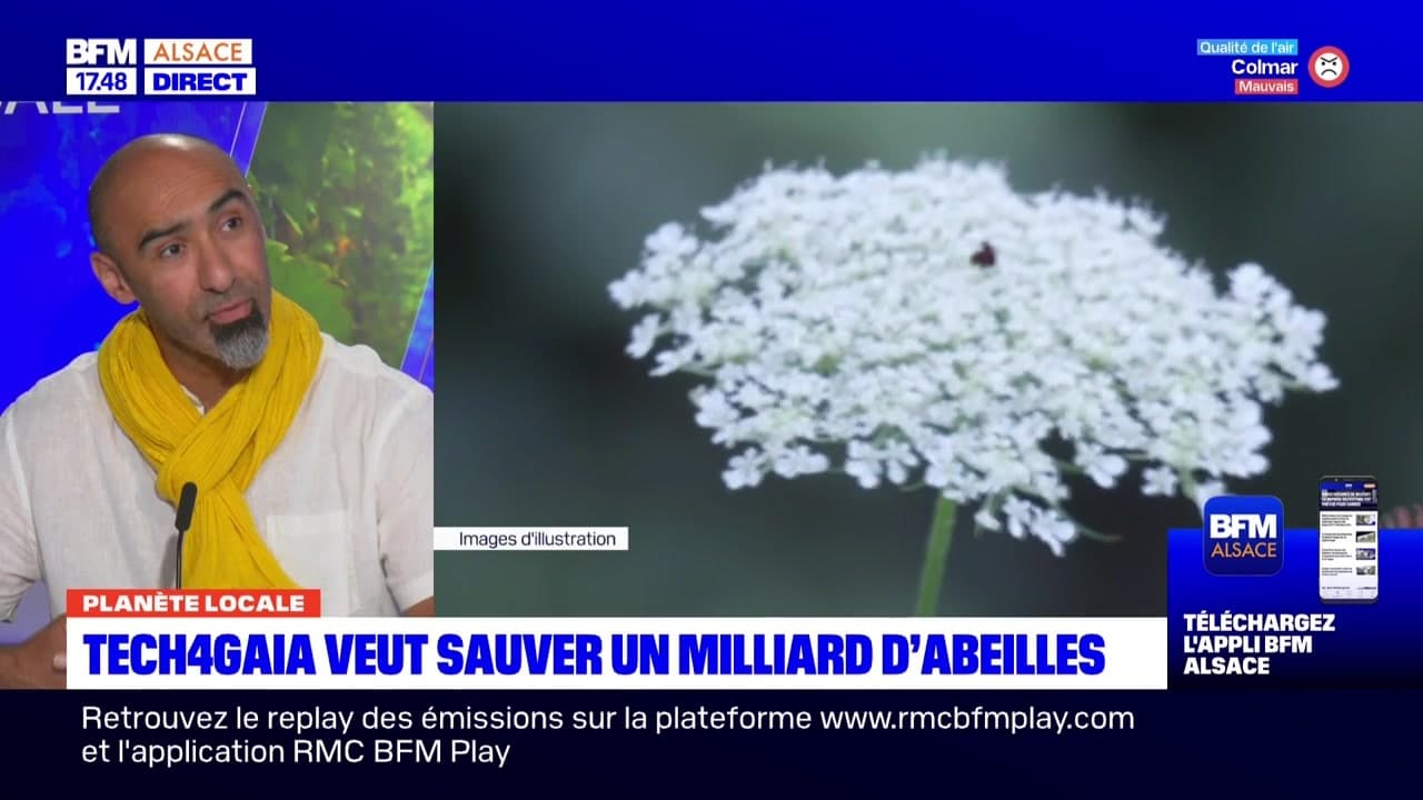Planète locale du lundi 29 mai - Tech4Gaia : une application pour suivre les abeilles