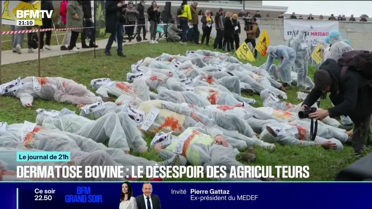 Le désespoir des agriculteurs après la découverte de cas de dermatose ...