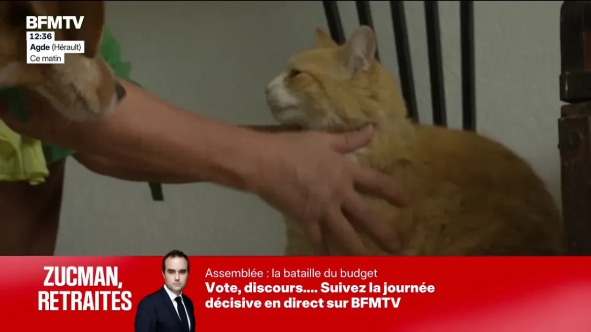 Le chat de Dominique s’invite chez le voisin, elle écope de 1.250 euros ...