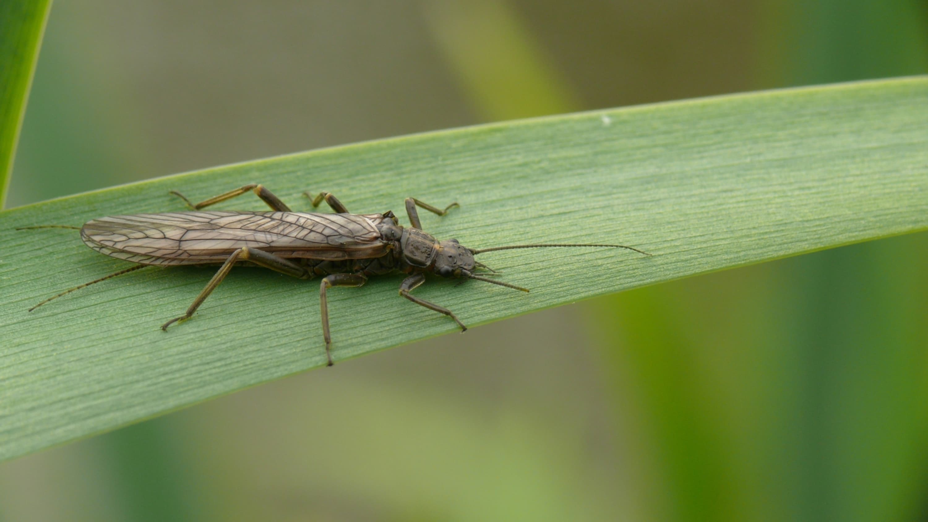 Des mille-pattes sont menacés d'extinction en France: voici pourquoi c ...