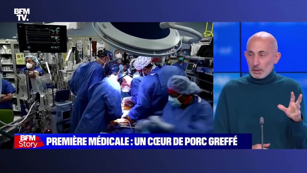 Story 4 : Un cœur de porc greffé avec succès sur un humain aux États ...