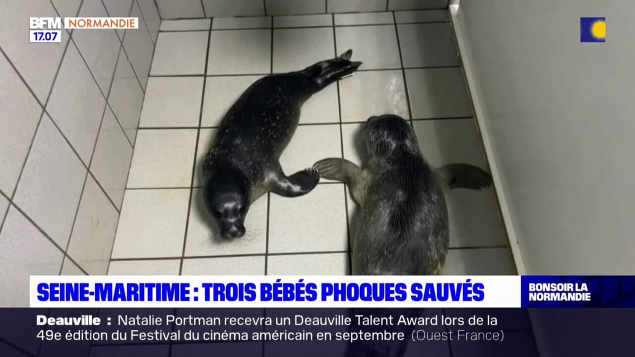 Seine-Maritime: trois bébés phoques sauvés à Allouville-Bellefosse