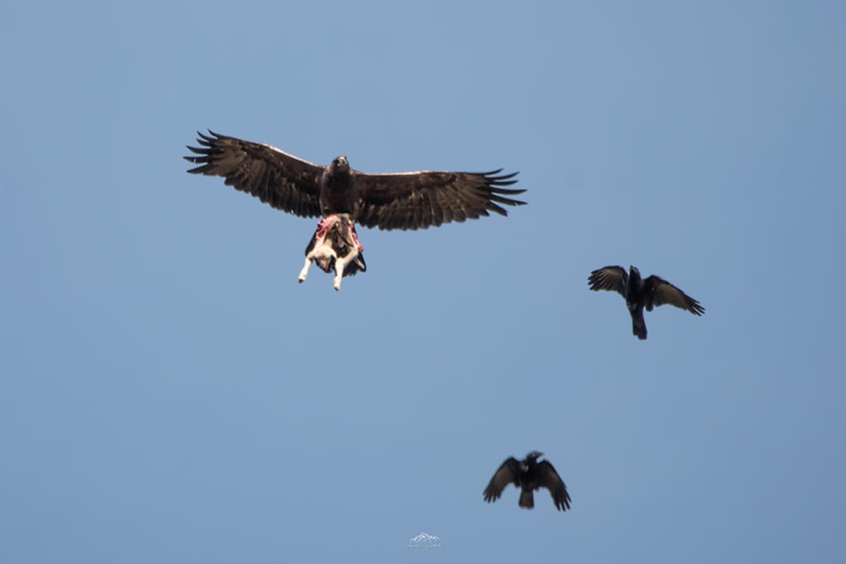 "C'est la première fois que je vois ça": un photographe immortalise un ...