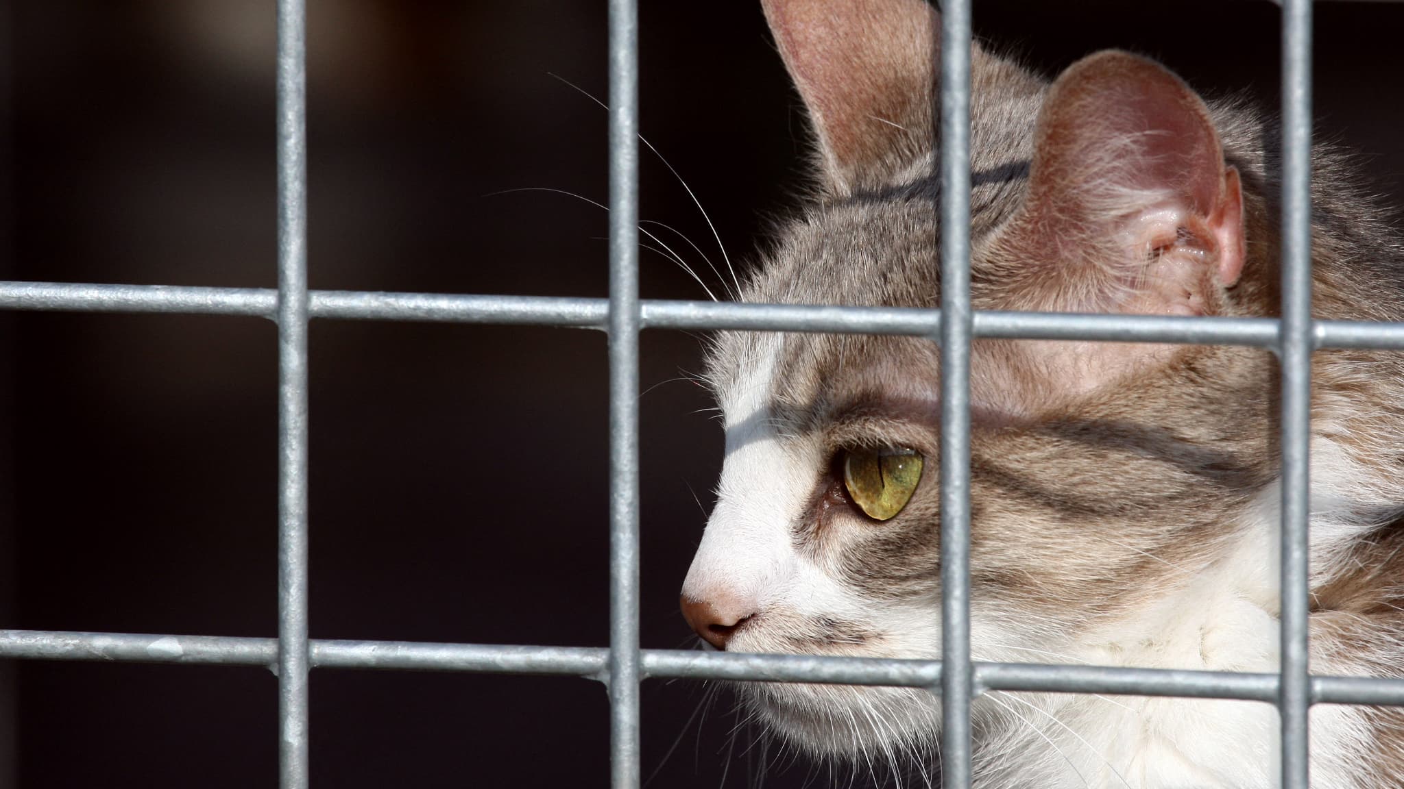 Les animaux retrouvés par la SPA de Besançon dans un logement insalubre ...