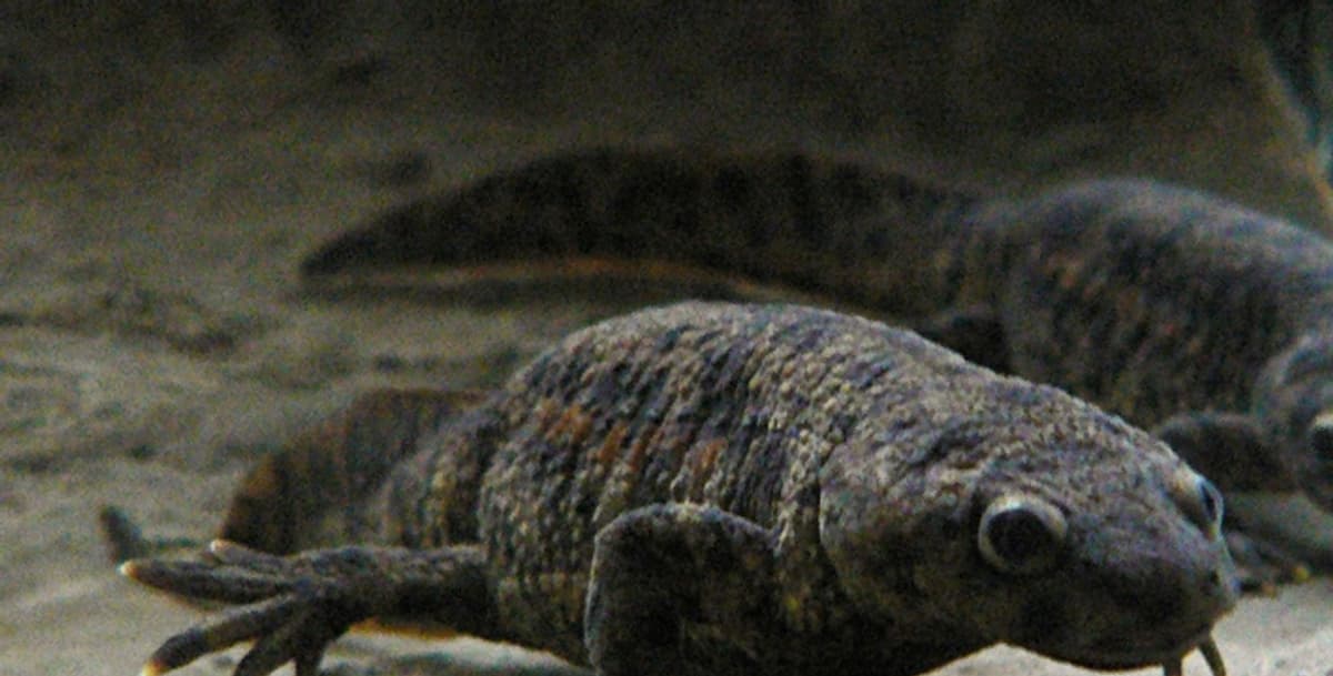 Pleurobot, le robot salamandre qui sauvera peut-être les paraplégiques