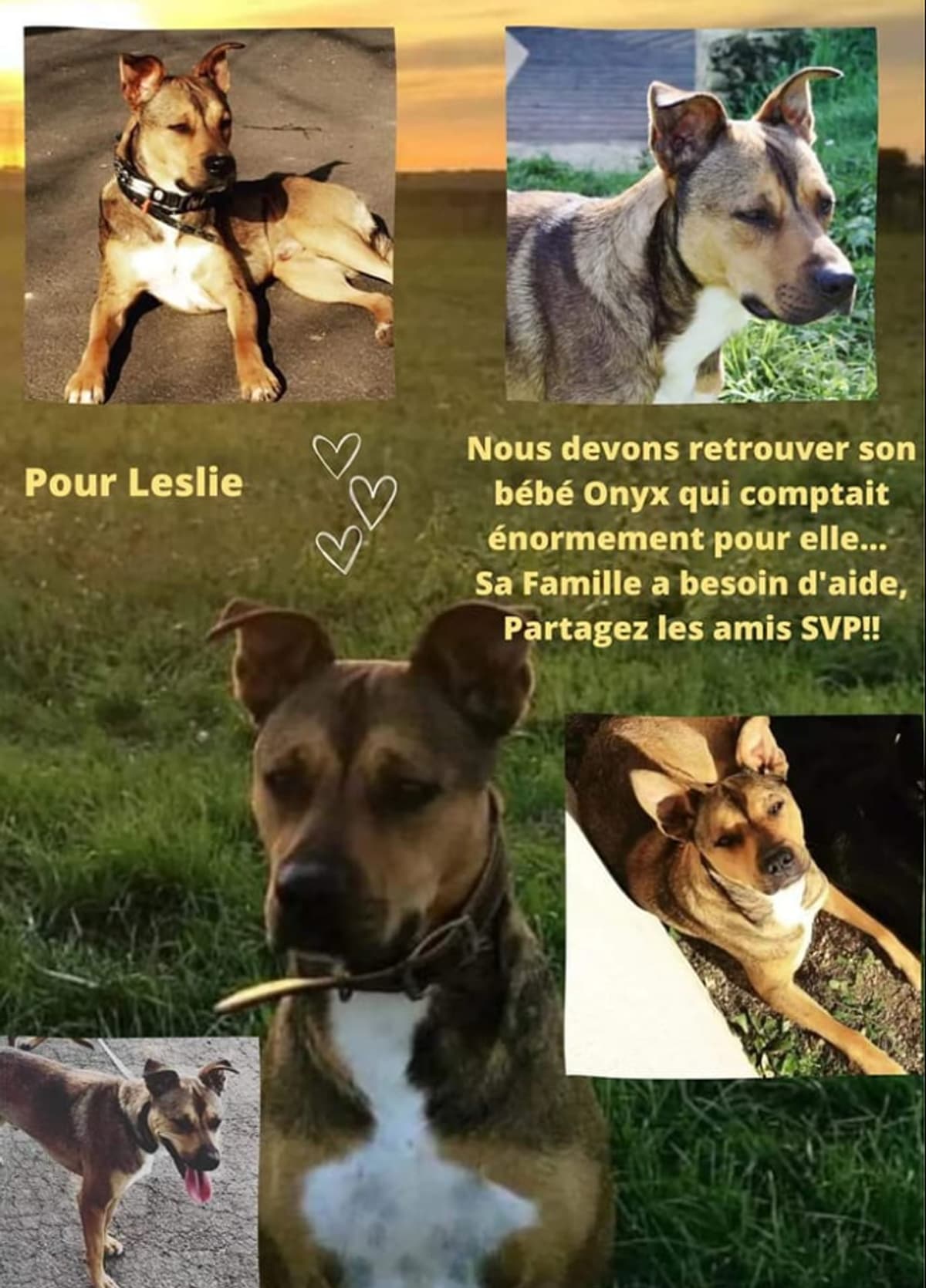 Affaire Leslie et Kévin: le chien Onyx, toujours en vie?