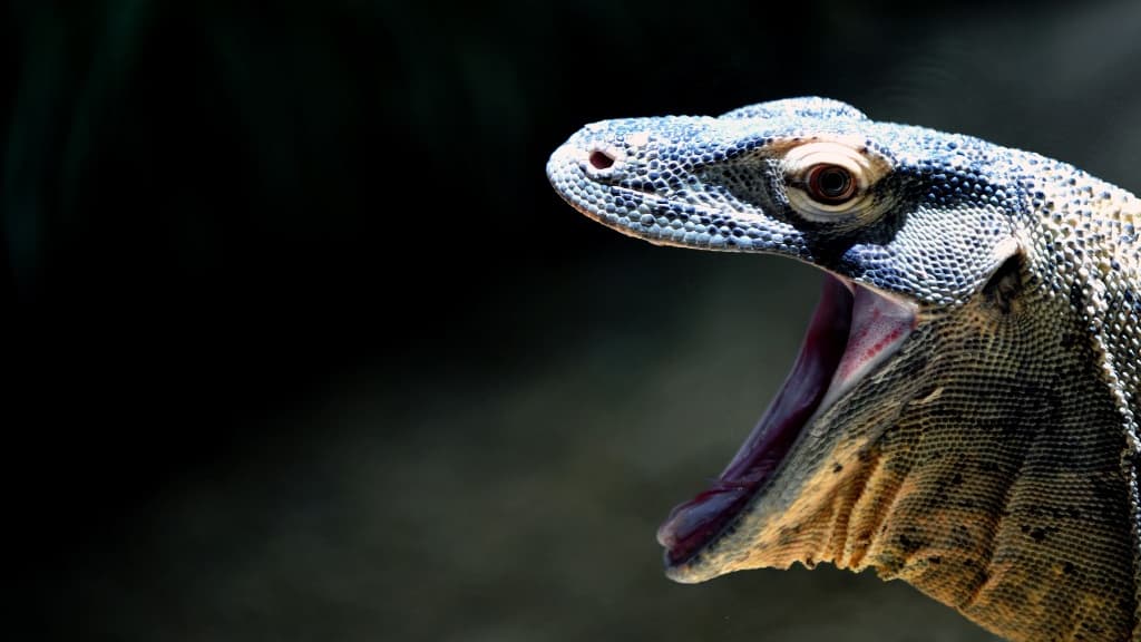 Il y a 300 millions d'années, les premiers vertébrés protégeaient déjà ...