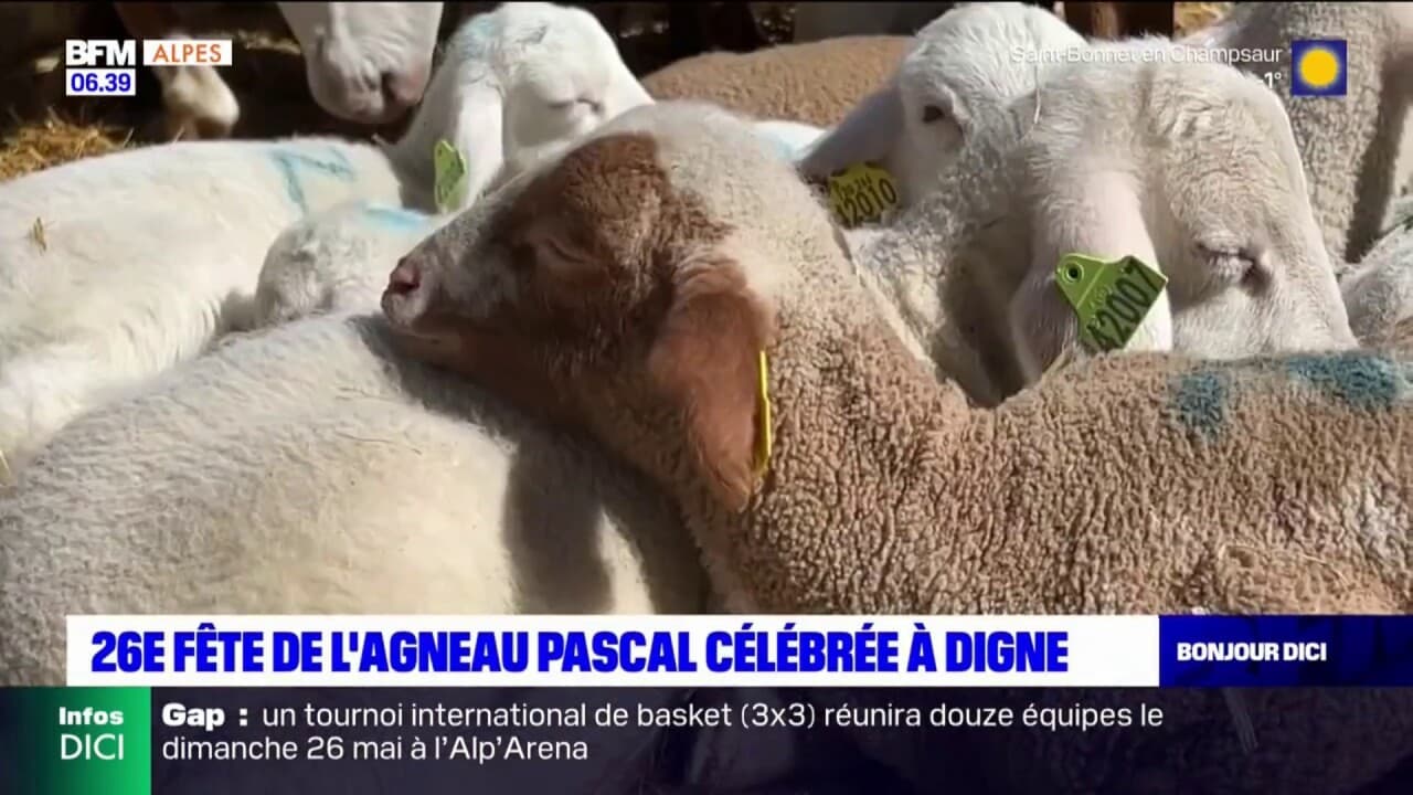 Digne: un grand succès pour la fête de l'agneau Pascal