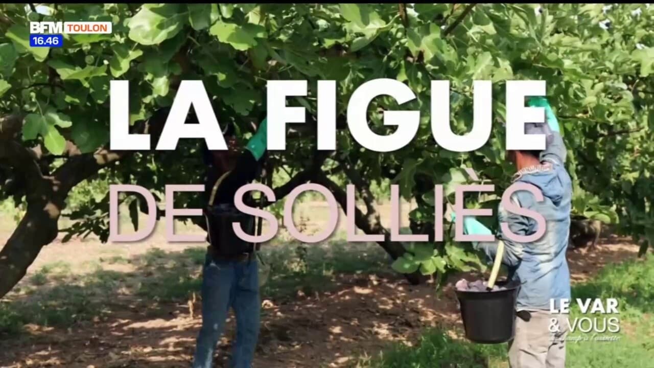 Le Var & Vous, du champ à l'assiette : la figue de Sollies