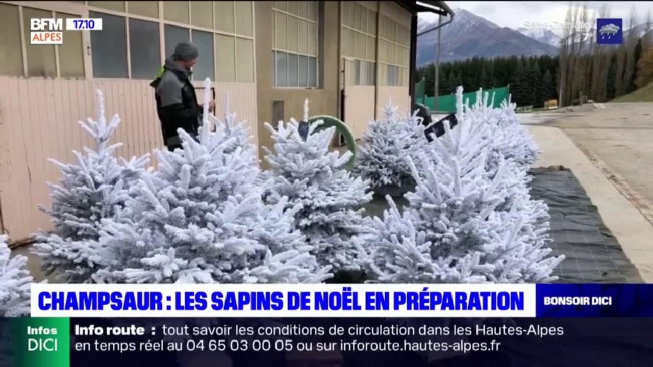 Champsaur: les pépinières préparent les sapins de noël