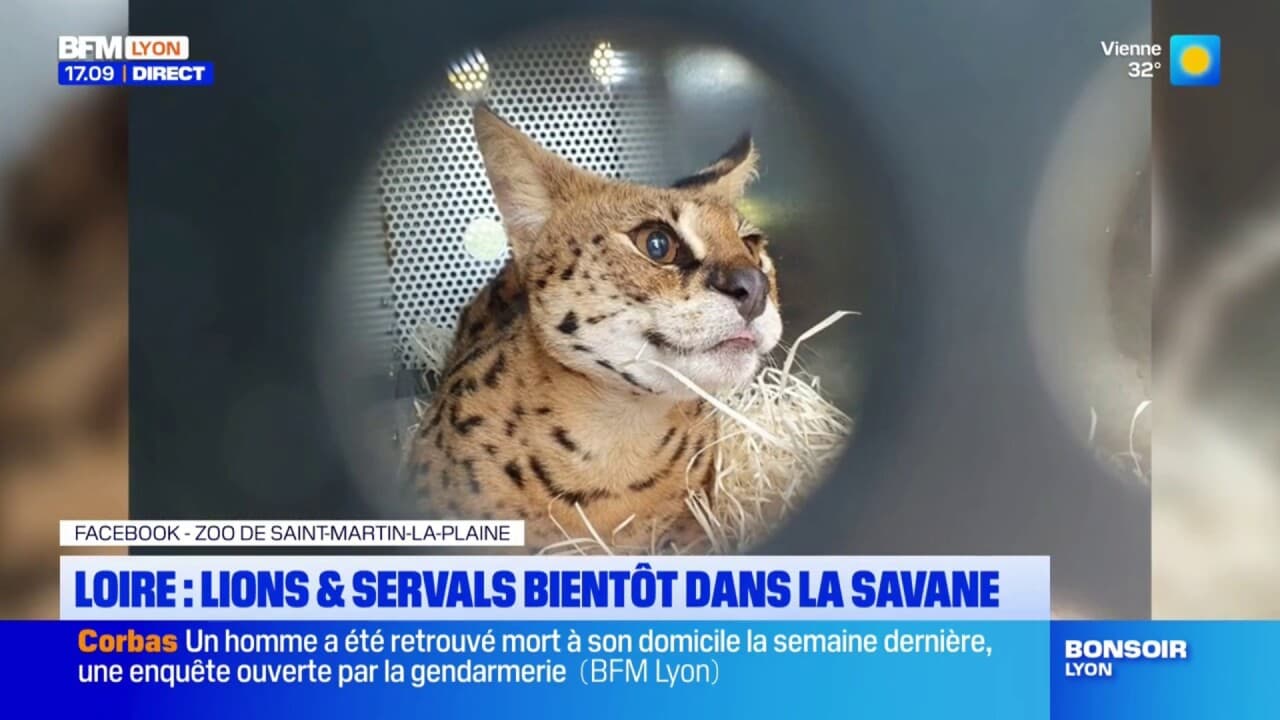 Loire: 2 lions et 4 servals recueillis vont retrouver la savane