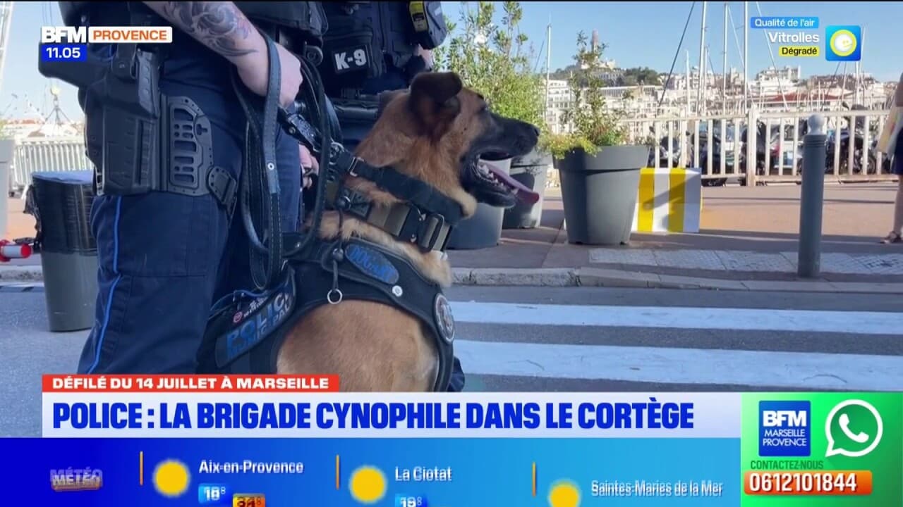 Défilé du 14 juillet à Marseille : la brigade cynophile de la police ...